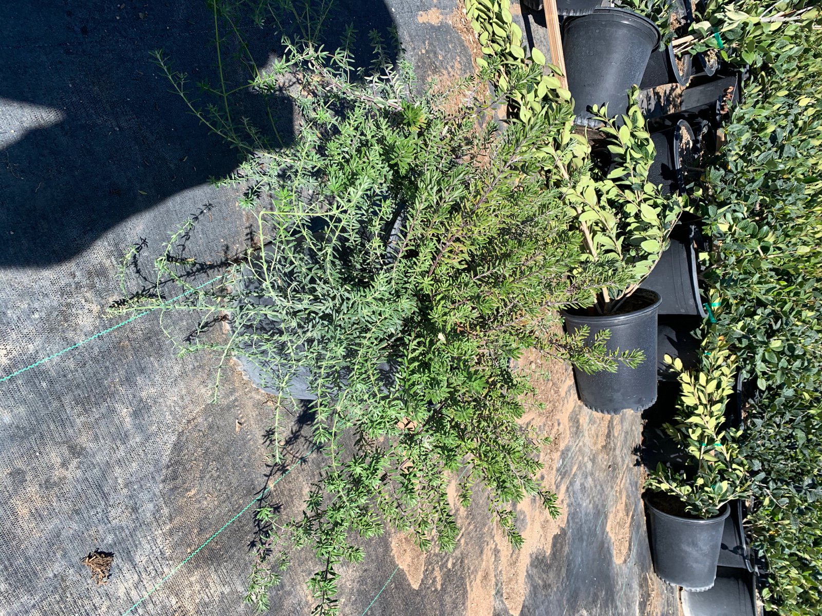 Buy Westringia fruticosa 'Mundi' (Low Coast Rosemary) | Bidscape
