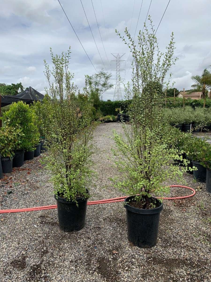 Buy Pittosporum tenuifolium 'Silver Sheen' (Silver Sheen Kohuhu)