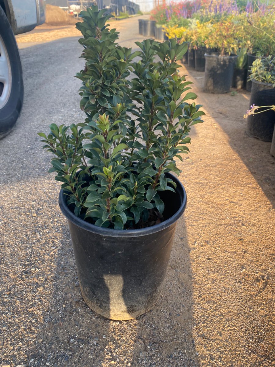 Buy Berberis thunbergii 'Maria' (Sunjoy Gold Pillar Barberry)
