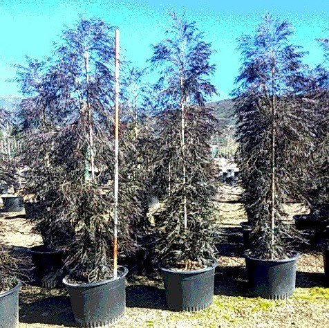 Buy Alyogyne huegelii (tree form) (Blue Hibiscus) | Bidscape