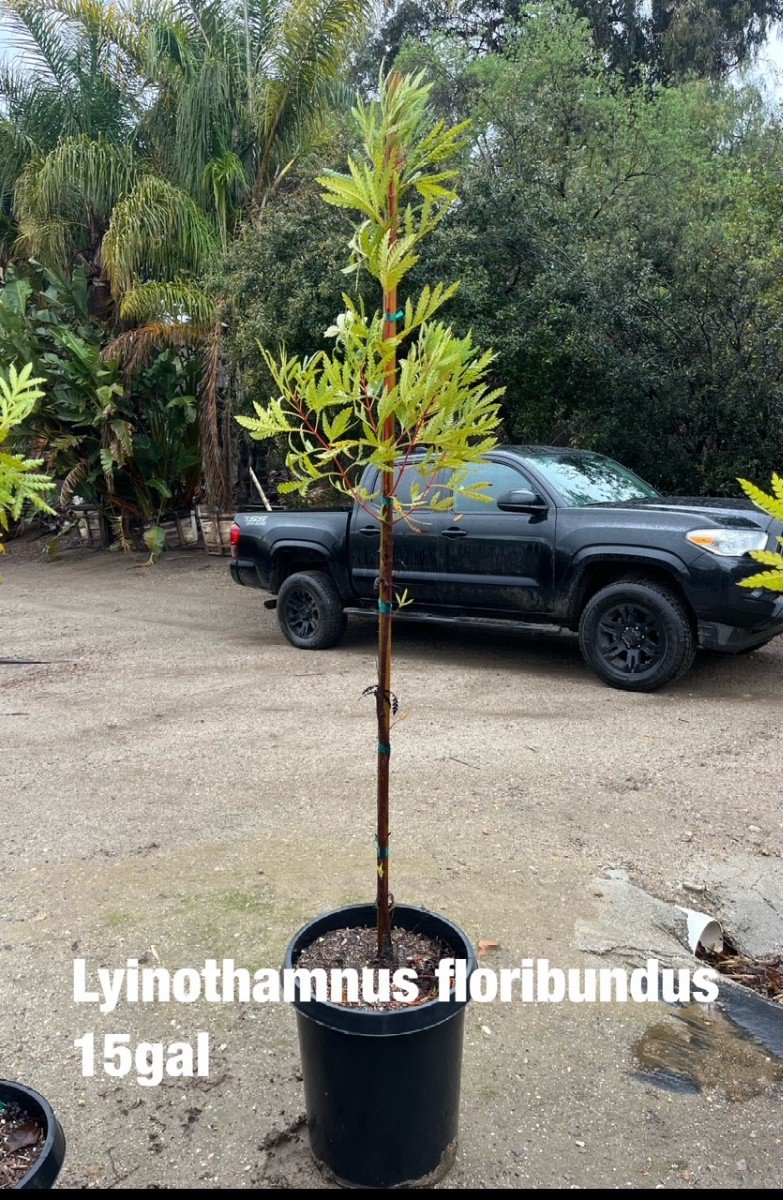Buy Ficus lutea (Giant-leaved Fig) | Bidscape