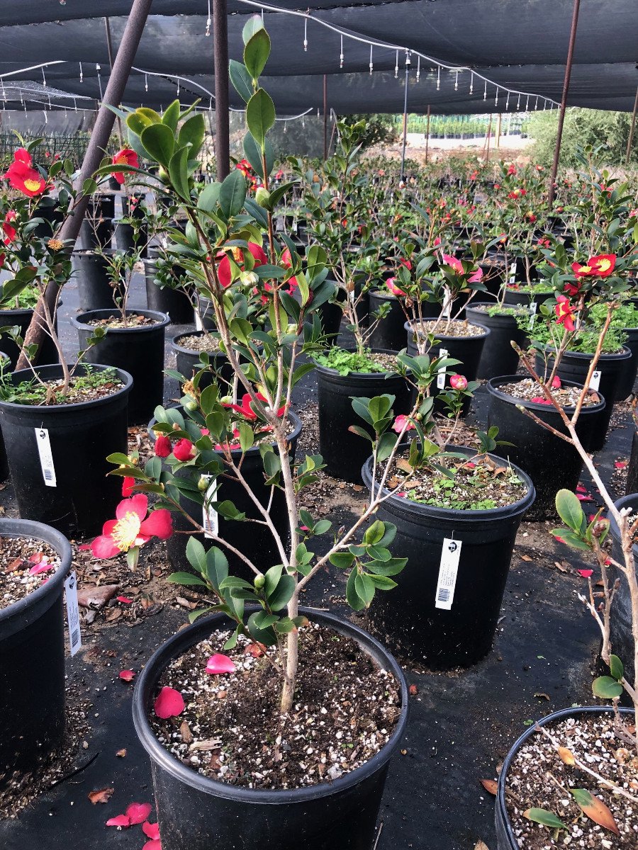 Buy Illicium floridanum 'Swamp Hobbit' (Swamp Hobbit Florida Anise)
